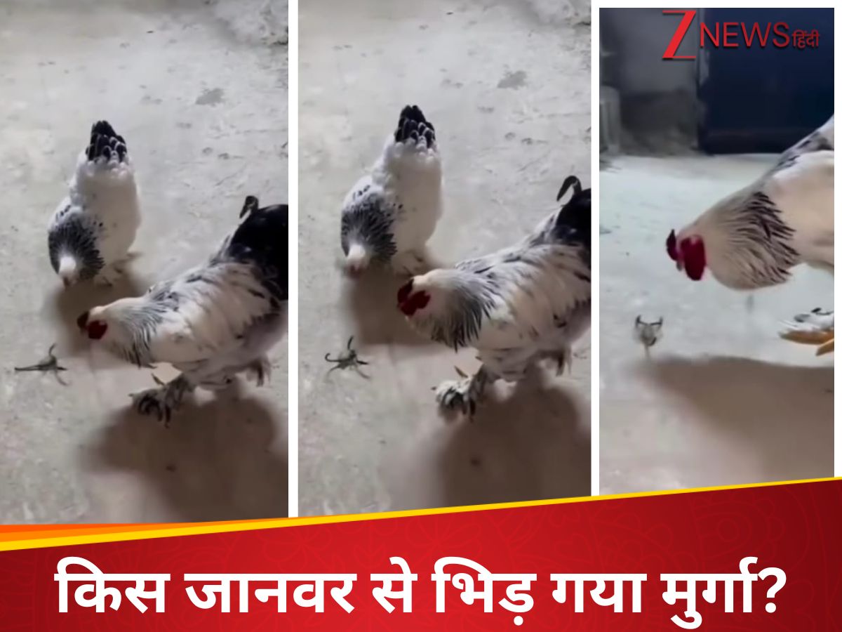 hen attack scorpion bichhu real pic video viral social media instagram ...