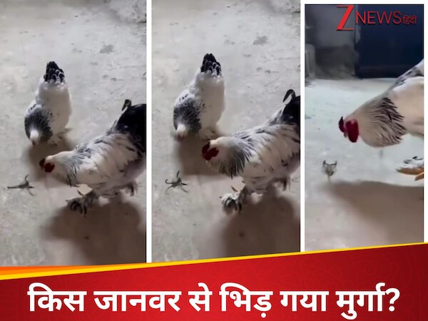 hen attack scorpion bichhu real pic video viral social media instagram ...