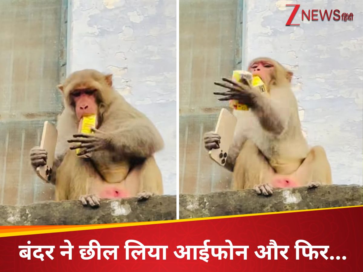 monkey snatched iPhone video instagram reel bandar ka funny video viral ...