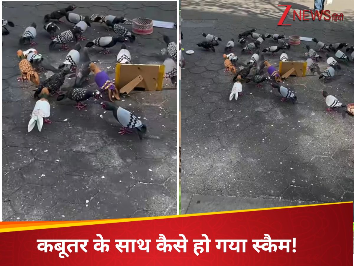 scam happened with pigeon kabootar ki video viral social media trending ...