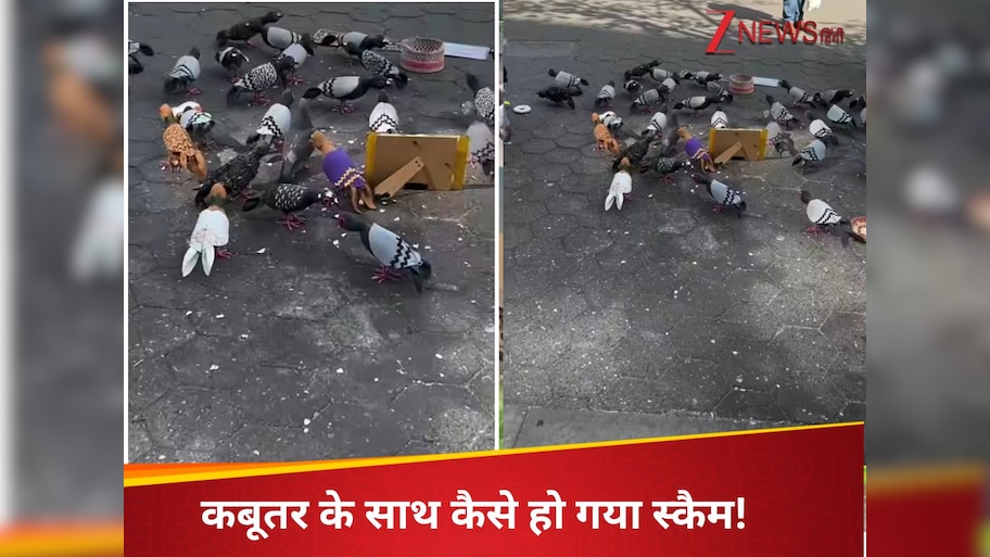scam happened with pigeon kabootar ki video viral social media trending ...