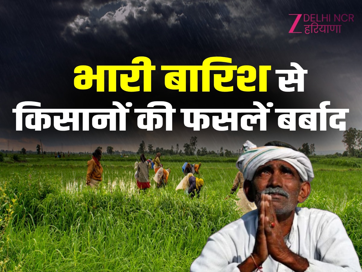 Charkhi Dadri News:भारी बारिश ने बढ़ाई किसानों की चिंता, फसलें बर्बाद ...