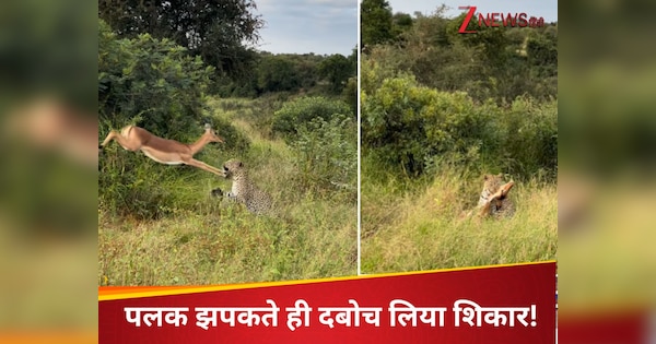 tendua ka video viral leopard hunted deer trending reel on instagram ...