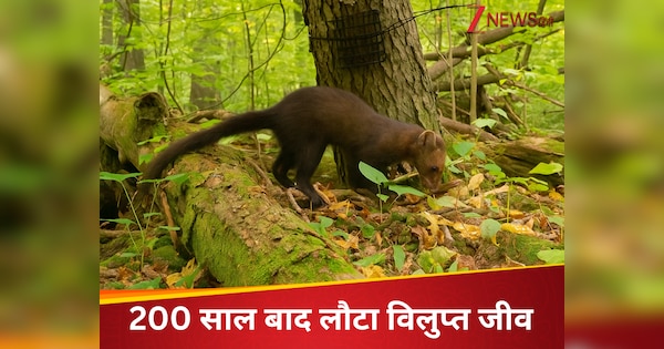 200 साल बाद वापसी! ओहायो के जंगलों में फिर दिखा ये शिकारी, मान लिया गया ...