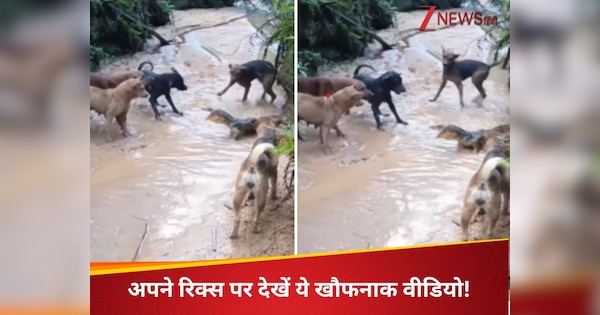 dogs attack on badi chipkali ki video viral reel social media | जब ...