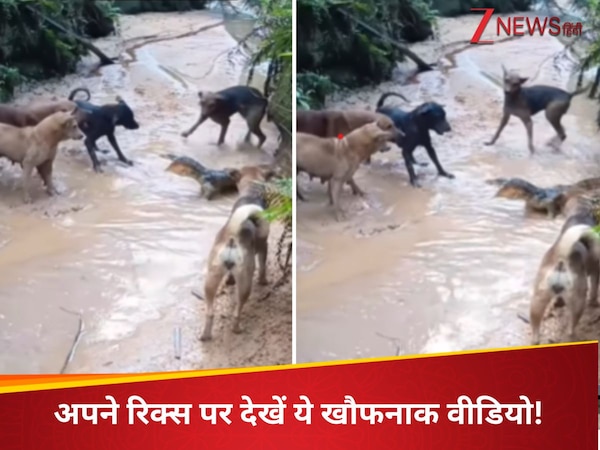 dogs attack on badi chipkali ki video viral reel social media | जब ...