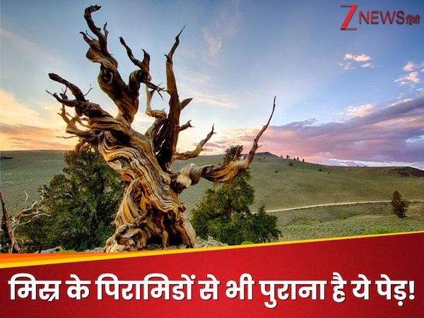 world oldest tree which is older than Egyptian pyramids and Chinese ...