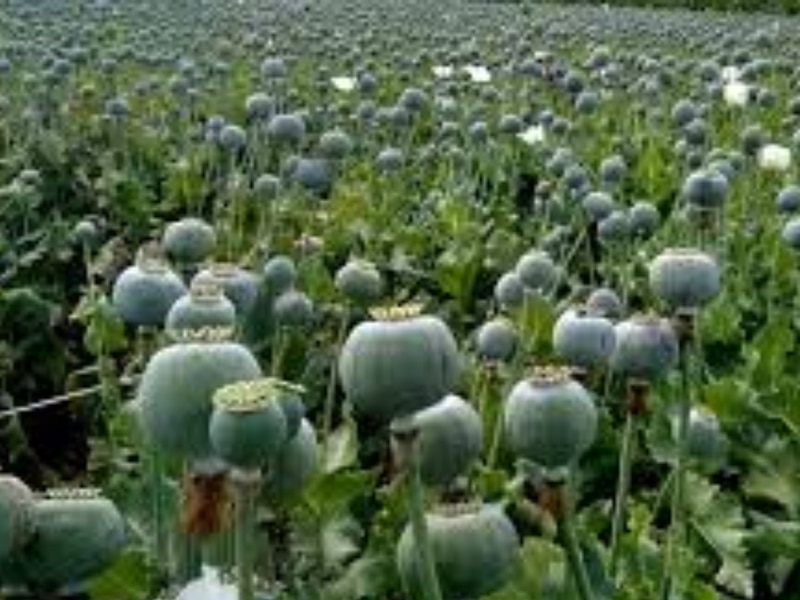 do you know In which district of UP is worlds oldest opium factory ...