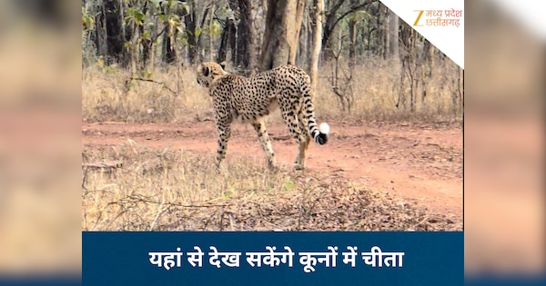 mp famous tourist place kuno national park tiger see from 500 feet high ...