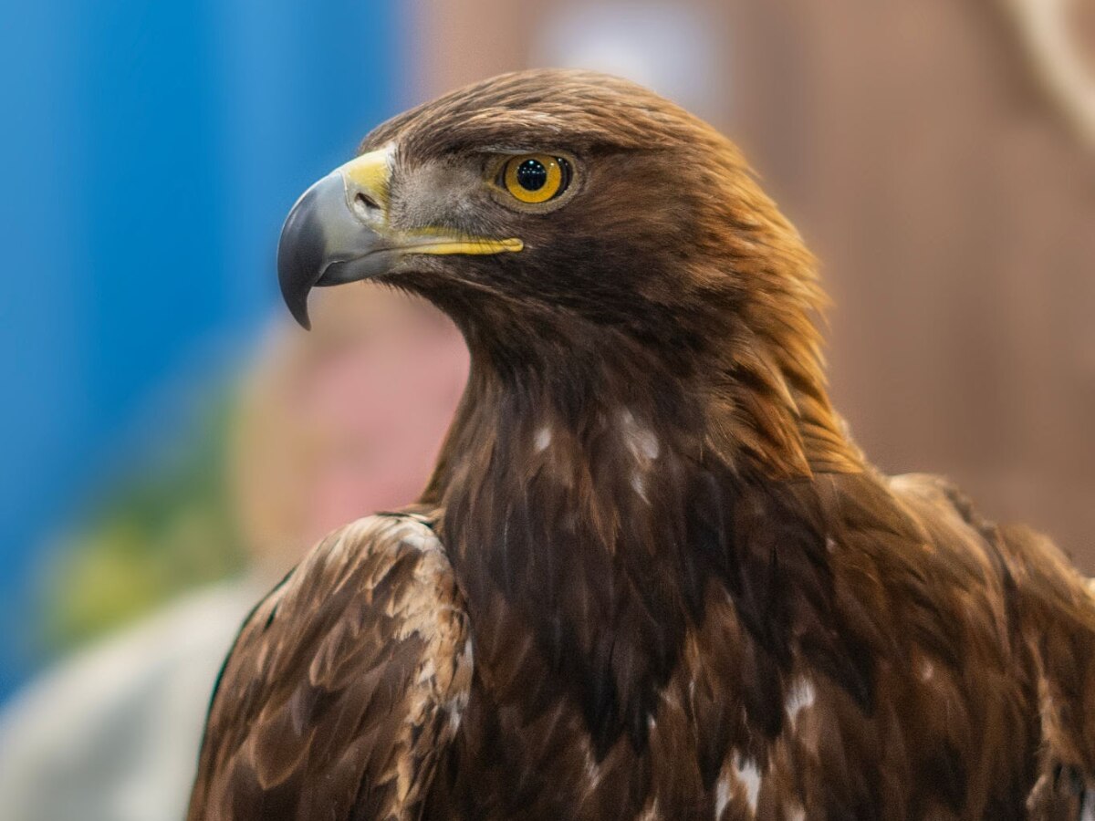 Top 5 high speed fastest flying birds in india like peregrine falcon ...