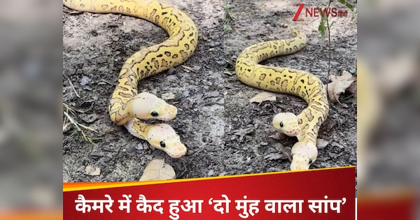 do muh wala saap ka video viral social media two headed snake caught in ...
