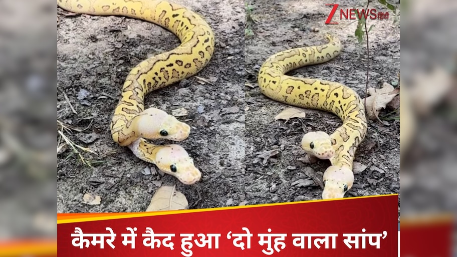 do muh wala saap ka video viral social media two headed snake caught in ...