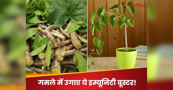 how to grow giloy plant at home immunity booster giloy ayurvedic ...