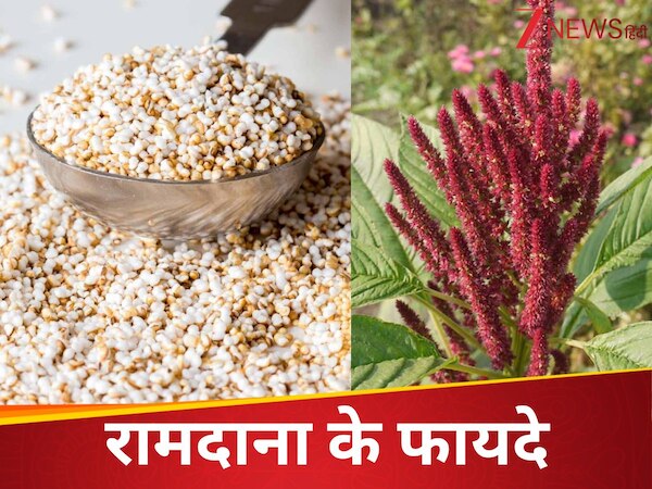 benefits of ramdana know how it improves your health | सेहत का खजाना है ...