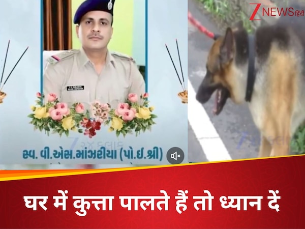 ahmedabad inspector dies due to rabies german shepherd dog nail scratch ...