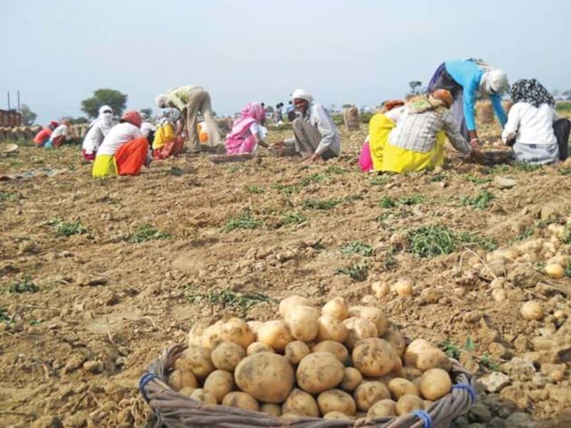 Largest Potato Producing State known as aalu ka katora If cultivation ...