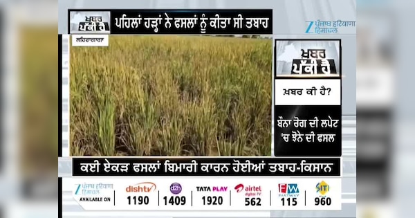 Arrival of cotton in Mansa Mandi farmers disappointed due to lack of ...