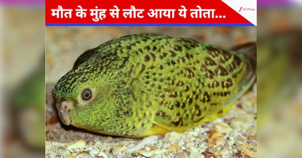 rare night parrot which once believed to extinct discovered after 100 ...