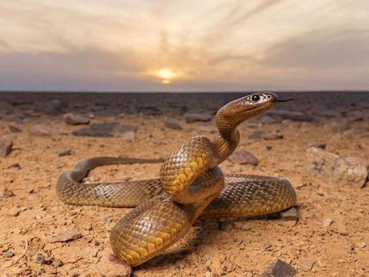 inland taipan deadliest color changing snake | एक बार में मार सकता है ...