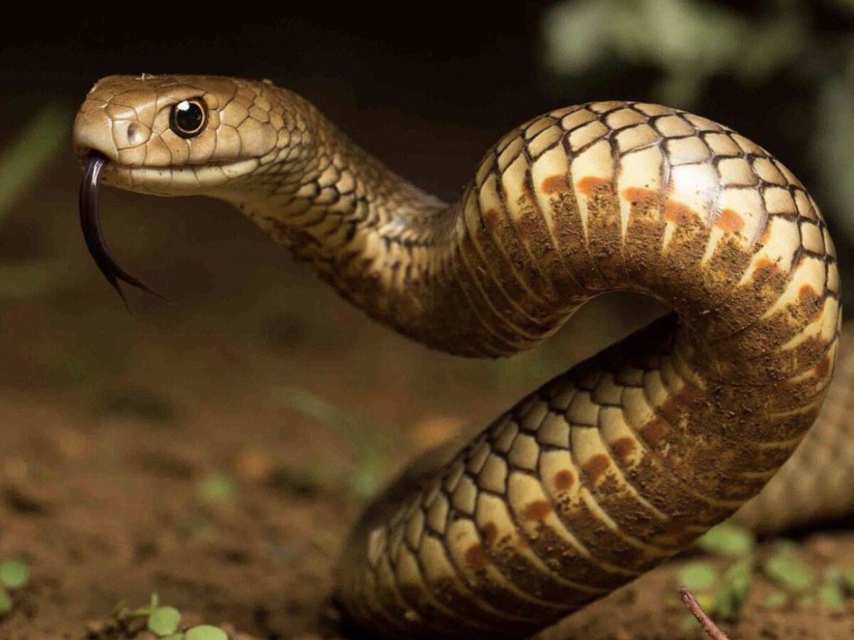inland taipan deadliest color changing snake | एक बार में मार सकता है ...