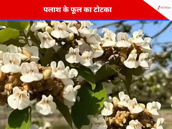 Astro Tips Palash Phool Totke For Money you may do these Palash Flower ...