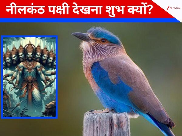 neelkanth darshan on dussehra is very auspicious seeing neelkanth bird ...