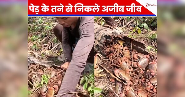 Hundreds of Coconut Crabs Found Inside Tree Trunk in Indonesia Shocking ...