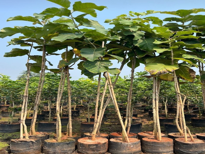 largest teak forest and highest sagwan production in mp teak farming ...