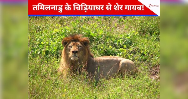 lion goes missing from tamil nadu vandalur zoo | तमिलनाडु के वंडलूर ...