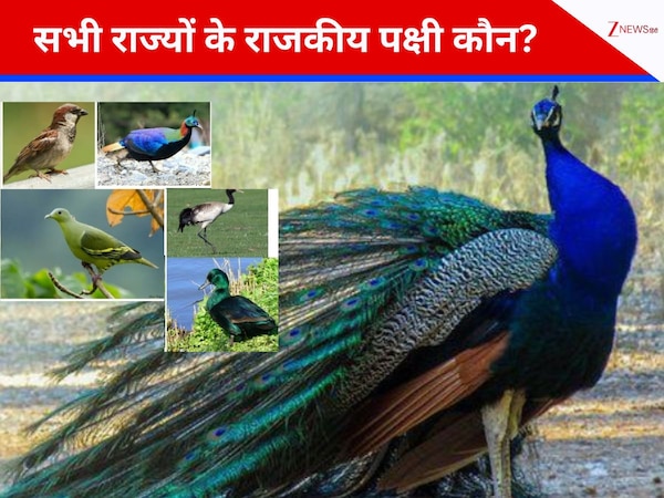 Gk quiz do you know india state bird of all states rajkiya pakshi ...