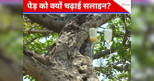 this wonder banyan tree is spread over 4 acres know interesting facts ...