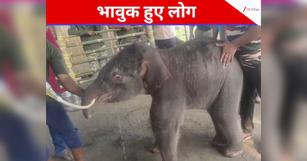 Baby elephant rejected by its mother Came under supervision of the ...