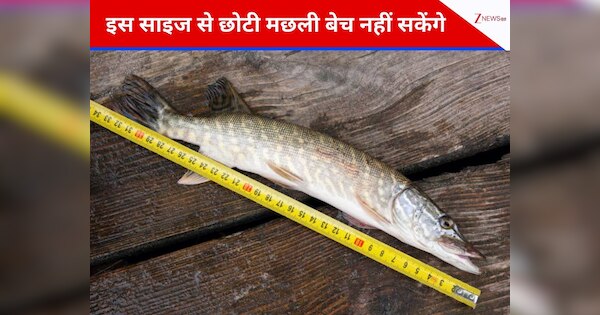 Minimum Size Limit Set for Fish to be Sold in Maharashtra Why This ...