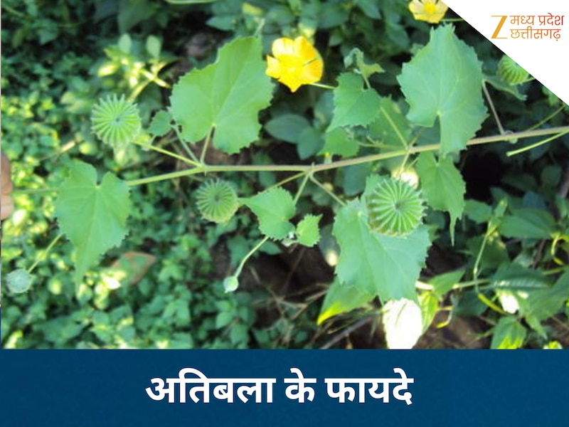 benefits of atibala plant for joint pain and fever relief herbs in ...
