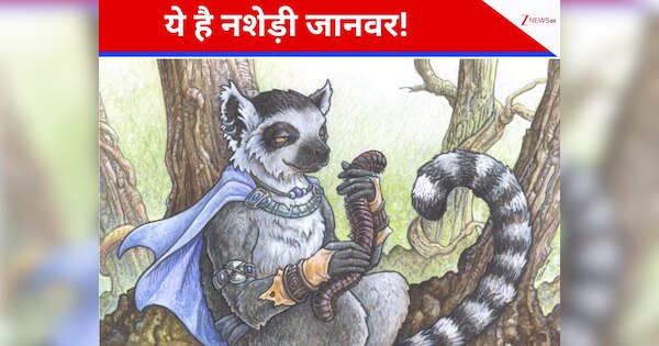 which animal does intoxication know the millipede and lemur interesting ...