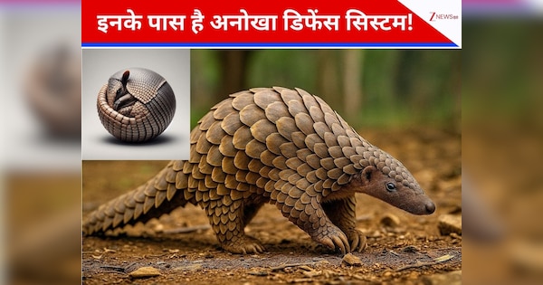 4 animals who roll into a ball know interesting facts about it ...
