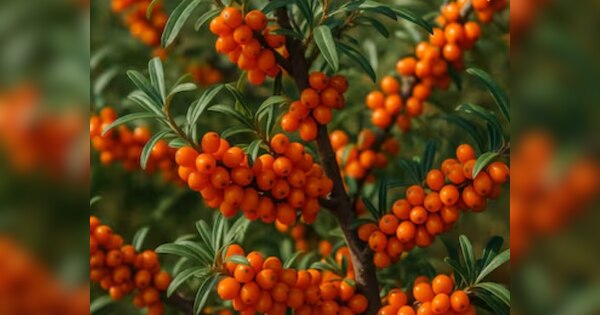 Uttarakhand fruit Amesh Benefits Seabuckthorn ke fhayde may increases ...