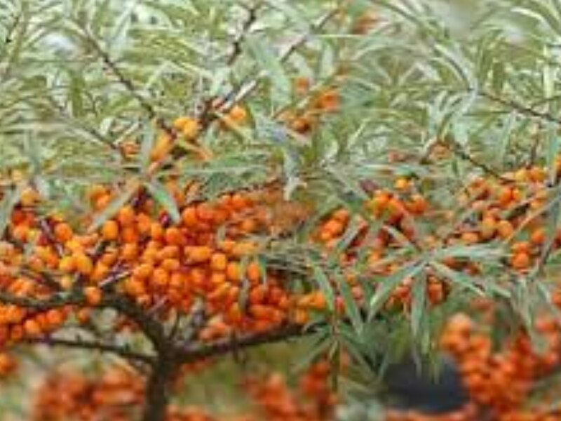 Uttarakhand fruit Amesh Benefits Seabuckthorn ke fhayde may increases ...