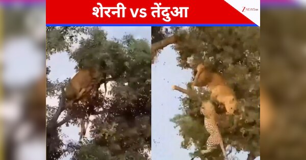 Sherni Aur Tendua ka Video Fight in Lioness And Leopard For hunt Video ...