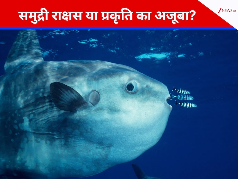 ocean facts mola mola worlds heaviest bony fish ocean sunfish weight is ...