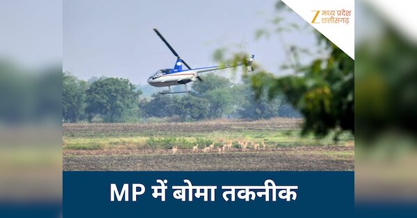 using helicopter powered boma technique to drive away deer that are ...