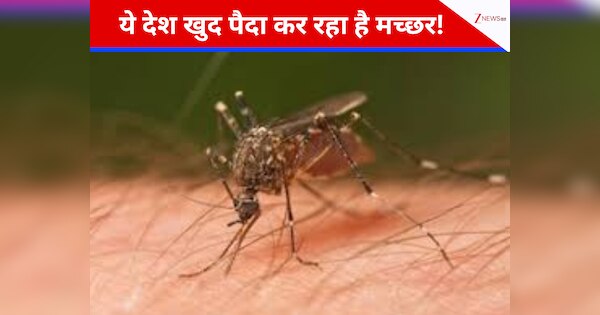 Brazil wolbachia mosquito factory why they produce these type of insect ...