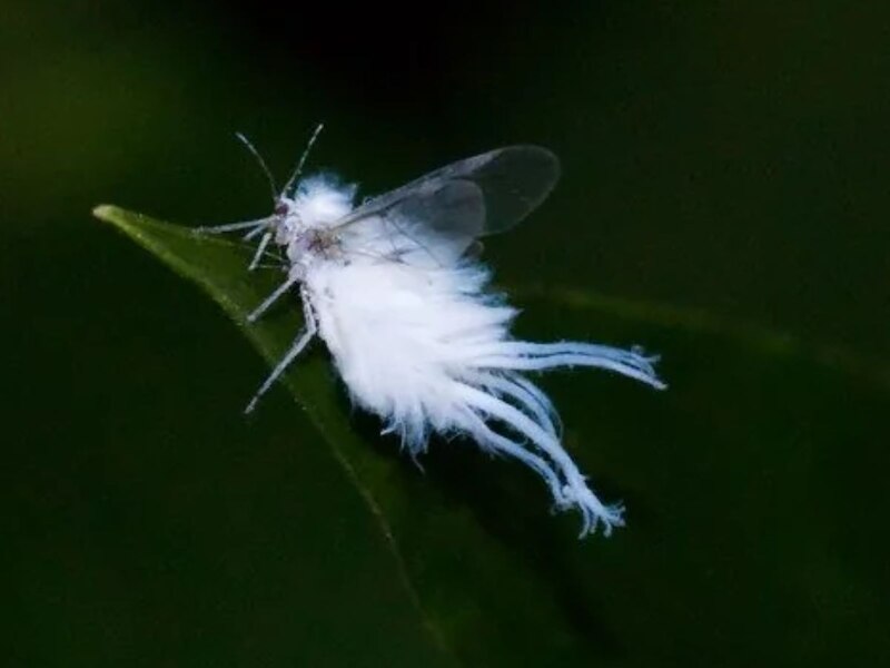 Do you know which are the 5 smallest insects in the world | क्या आप ...