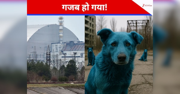 Dogs of this city Chernobyl suddenly turned blue no one knows why, what ...
