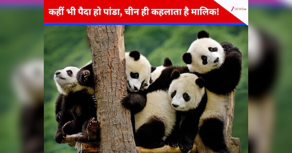 why china owns all pandas in the world panda diplomacy panda ownership ...