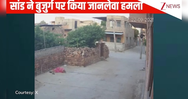 angry bull hit old lady badly she fell on road after hitting with wall ...