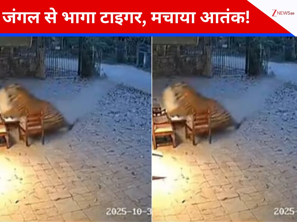 Tiger attacked security guard dragged him away what happened next ...