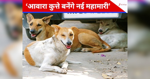no shelter for stray dogs in most state while Mumbai has 8 shelters for ...