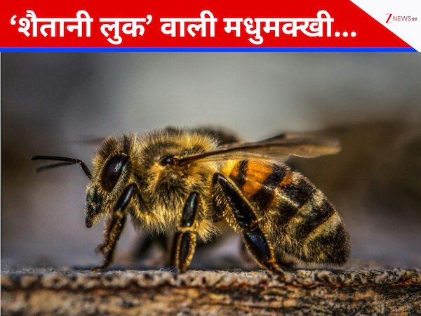 Australian scientists found devil horn bee after 20 year named her on ...