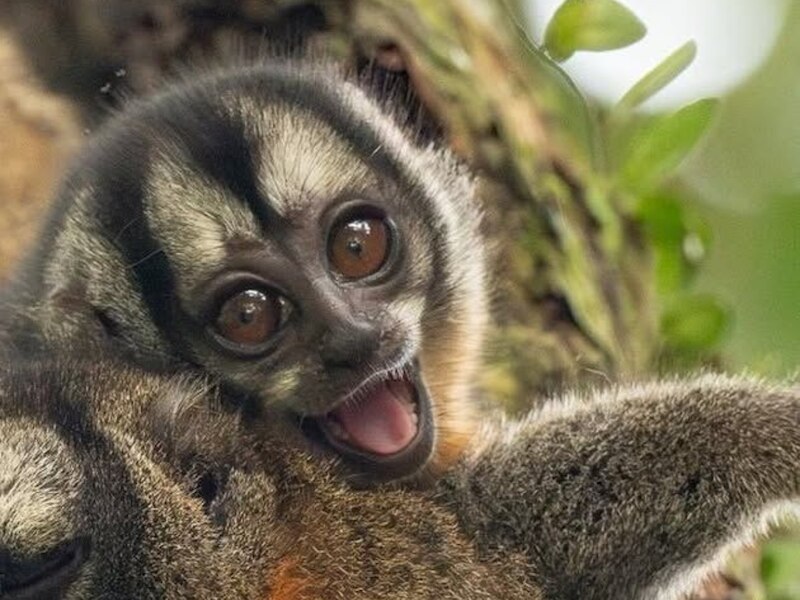 animals that sleep the most in a day night monkey koala python giraffe ...